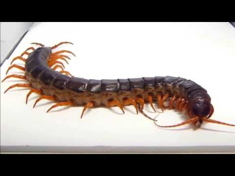 CICAK VS KELABANG HD - YouTube