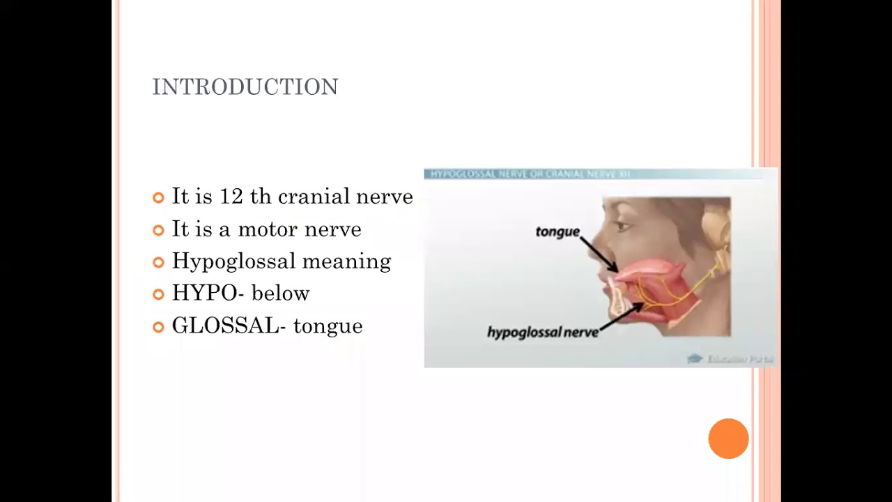 Anatomy Of 12 th Cranial nerve - YouTube