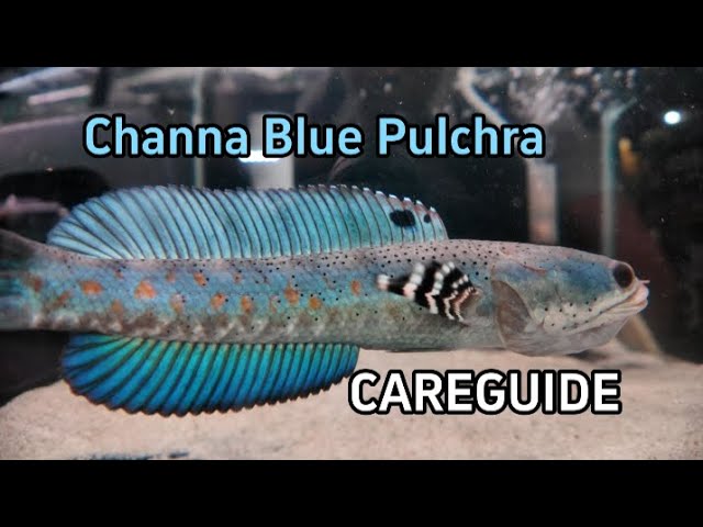 Channa Pulchra
