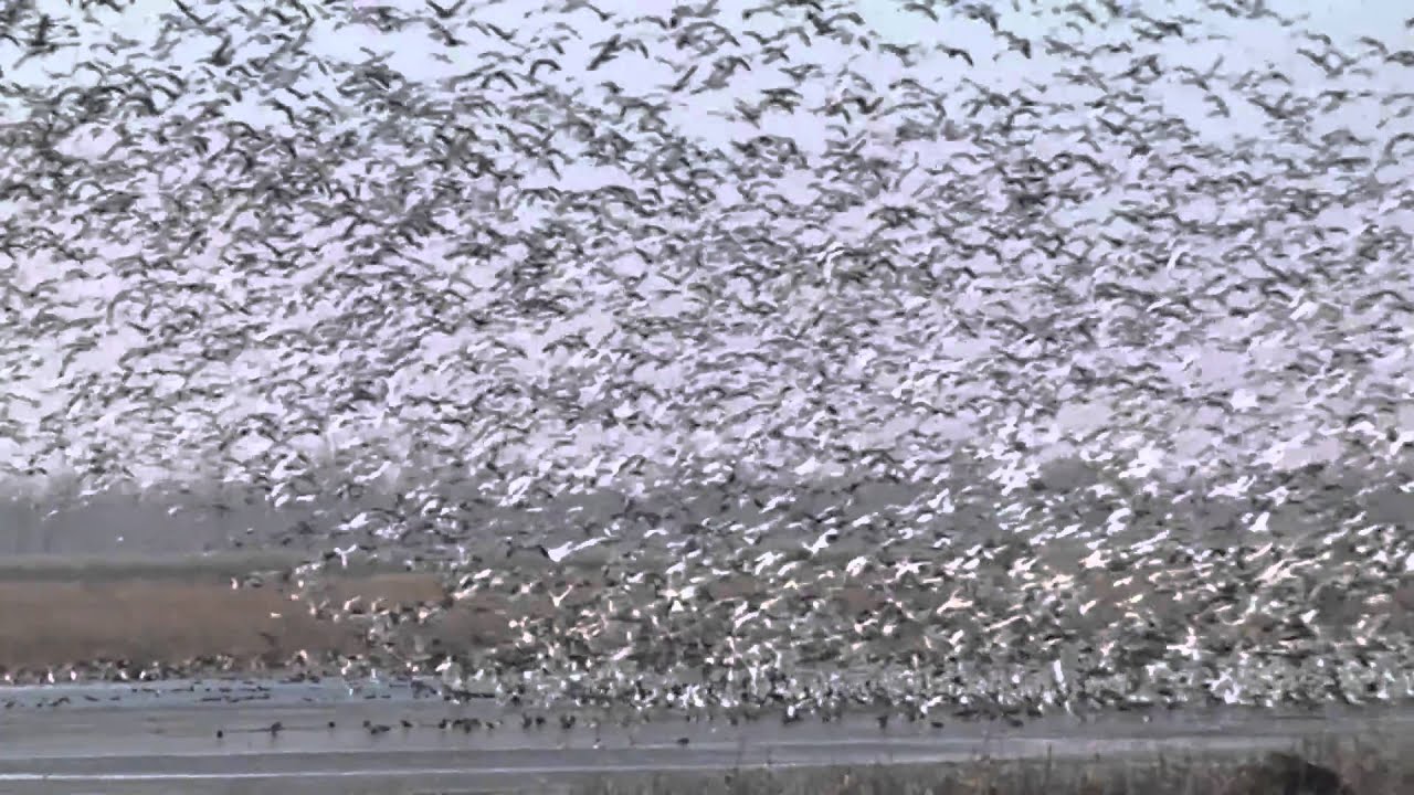 200,000 Migrating Snow Geese and One Left Behind - YouTube