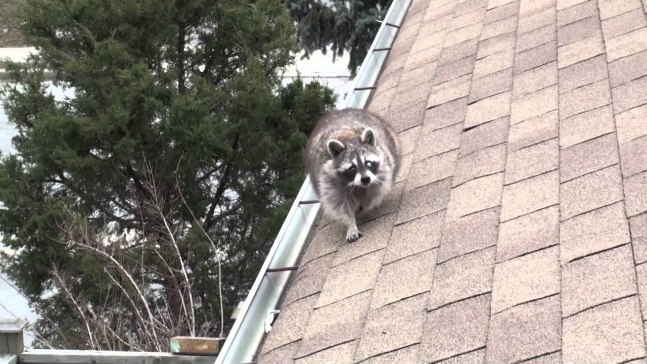 Totally Blind Mother Raccoon More Than Just Survives in Toronto - YouTube