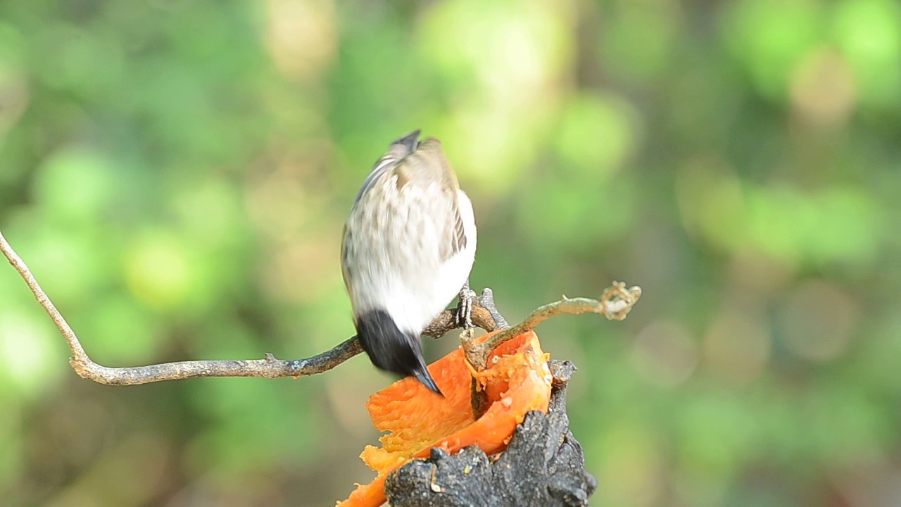 sooty-headed bulbul (Pycnonotus aurigaster) / yellow vented - YouTube
