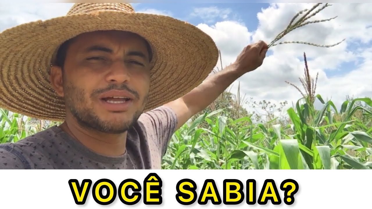 Saiba porque quebrar o pendão do milho - YouTube