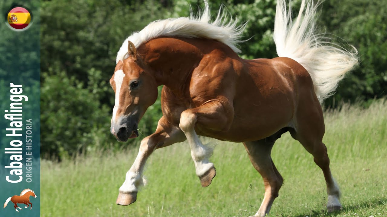 Caballo Haflinger, El primer caballo del mundo clonado, Origen de las ...