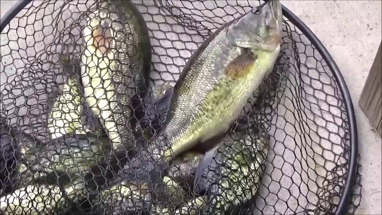 Crappie Bait Comparison - Gulp Minnow vs Rapala - YouTube