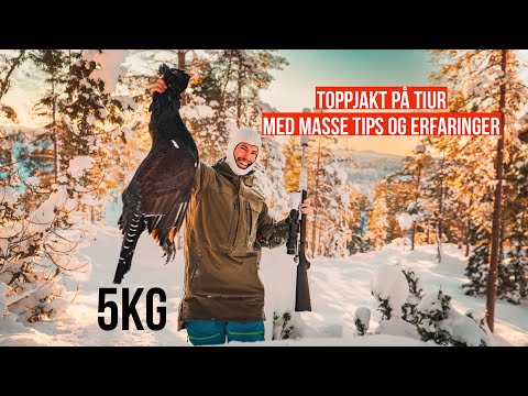Toppjakt på tiur: En iskald og intens drømmedag i skogen