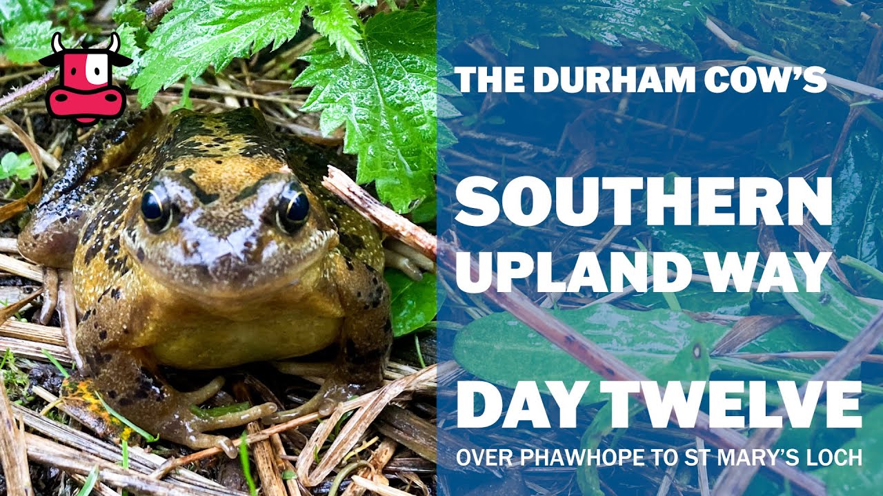 The Durham Cow's Southern Upland Way - Day Twelve - YouTube