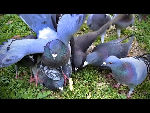 Quality Time With Pigeons in Japan - YouTube
