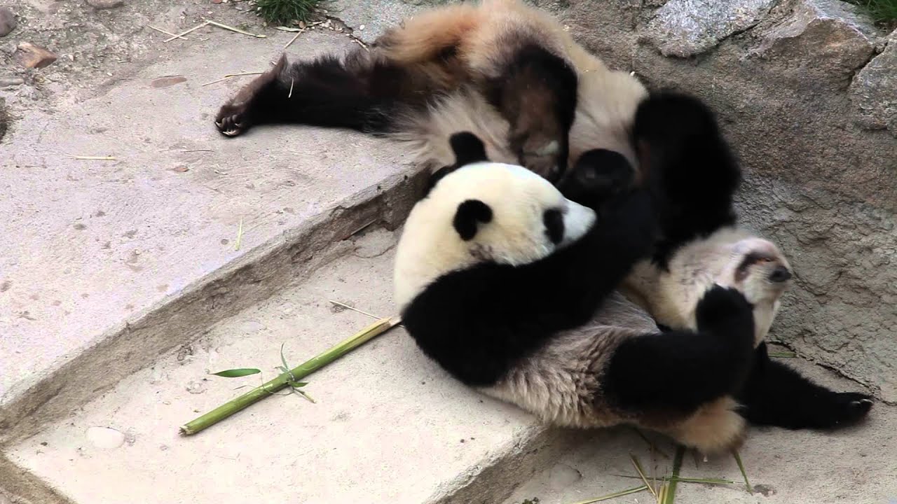 Pandas playing in Madrid zoo - YouTube