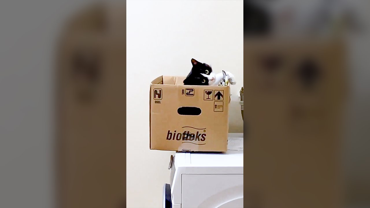 Cute Cat Falling Out of the Box - Funny Cat Videos 🐾 - YouTube