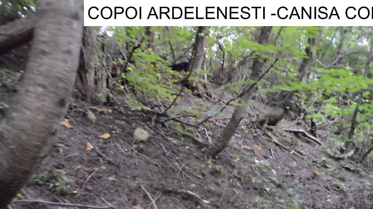 CANISA COPARD - COPOIUL ARDELENESC - YouTube