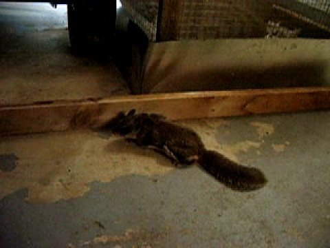 Mom Flying Squirrel with MBD - YouTube