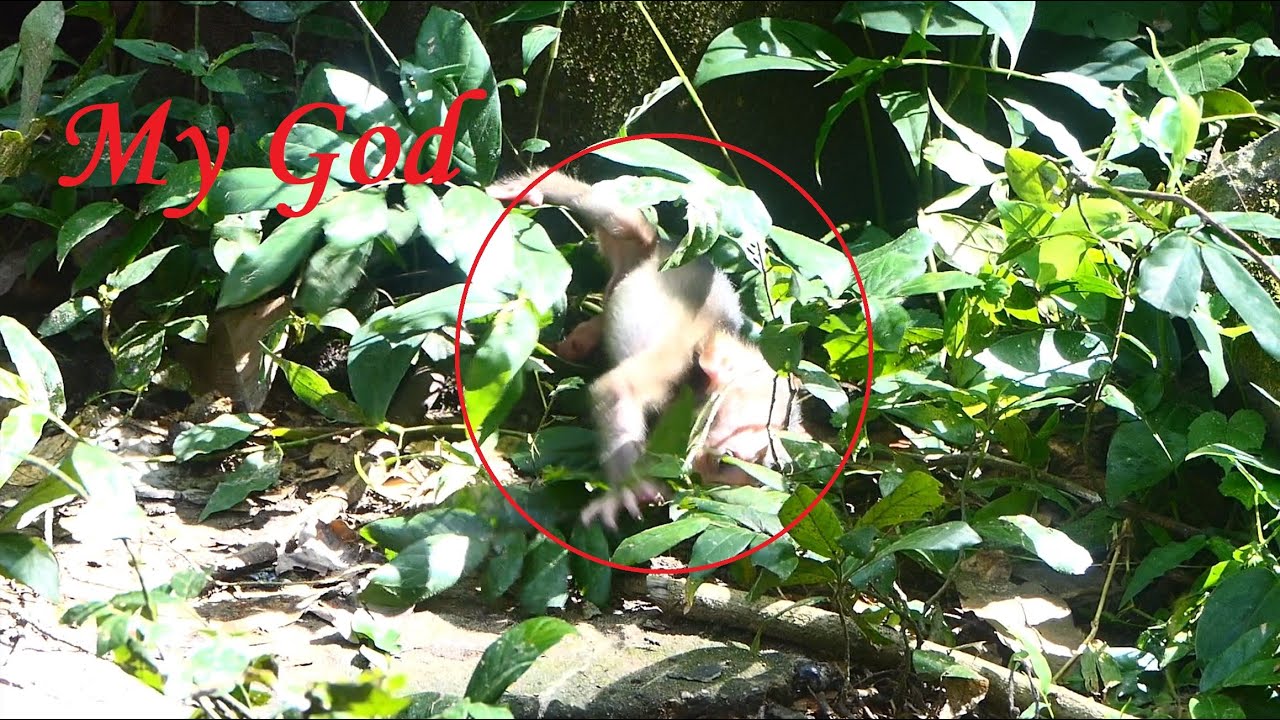 Newborn Brady Slide Fall Down From The Stone Cry Shocking Loudly. What ...