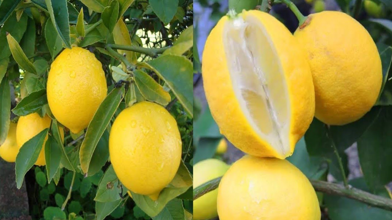 Grow lemons from lemons fruit | The easiest procedure in the world ...