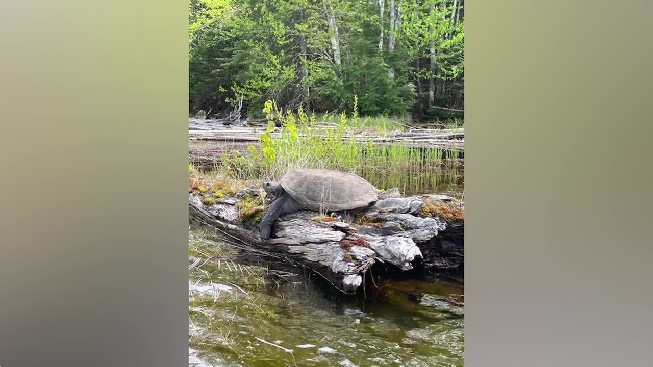 ‘Is that real?’ Madison man photographs massive turtle near Mercer ...
