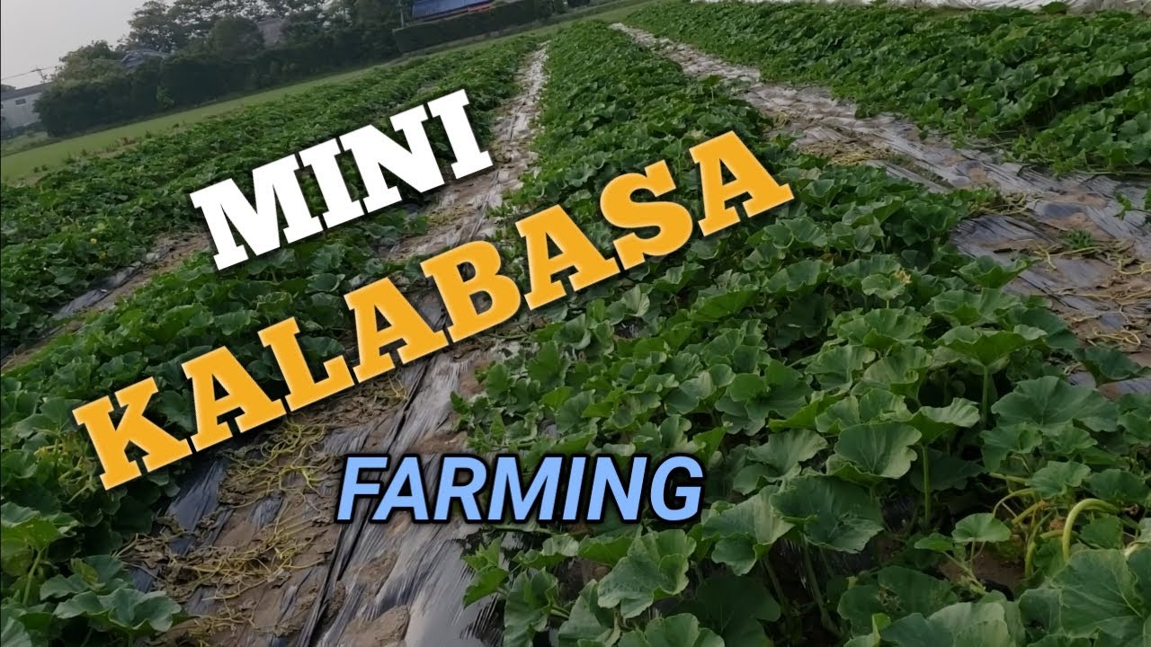 Mini-Kalabasa Farming. Variety Sample Farming. - YouTube