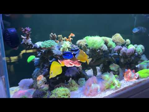 120cm Deniz Akvaryumum Güncel Durum