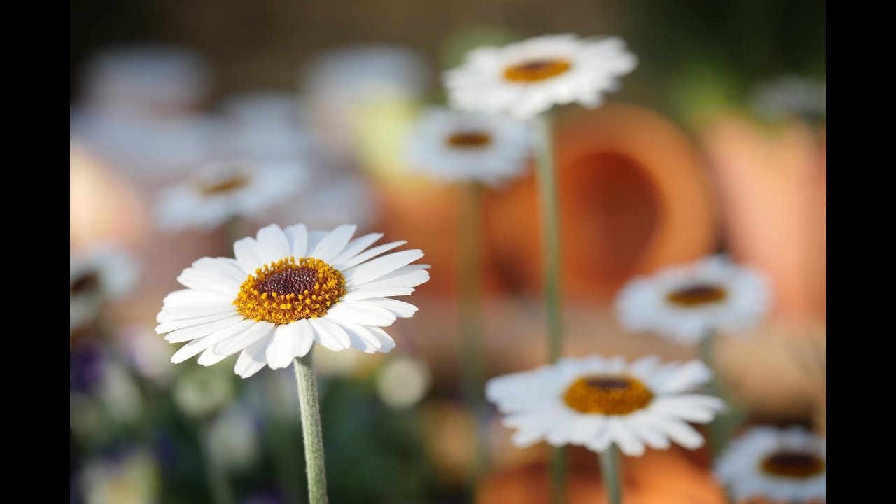 Pleasant Day Music - Flower Version | Recreational Music - YouTube