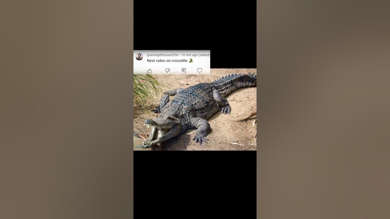 2024 crocodile and 5000bce crocodile || Past animals ||#shorts #Trend # ...