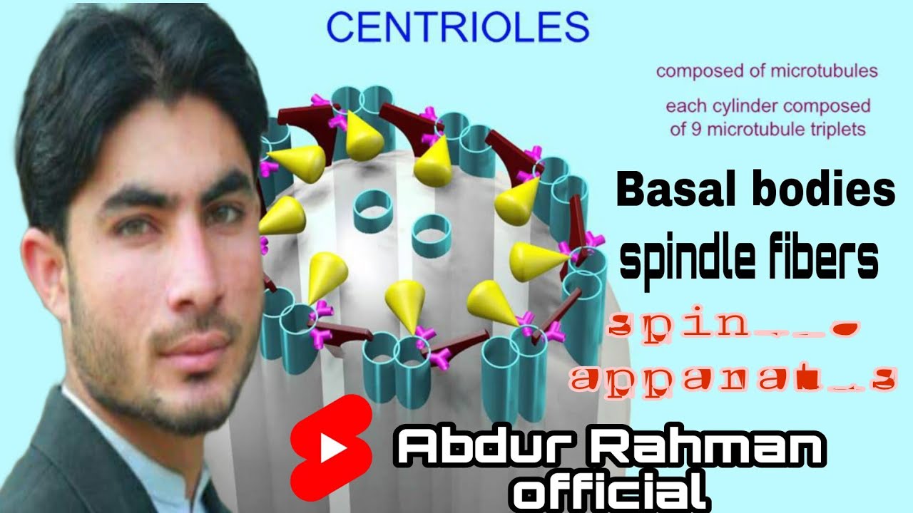 centriolesCentrioles, basal bodies and spindle fibers class 9th and ...