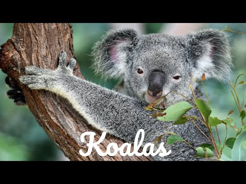 Relaxing Music For Stress Relief - Koalas - 3 HOURS of Calming Meditation Study Sleep Music