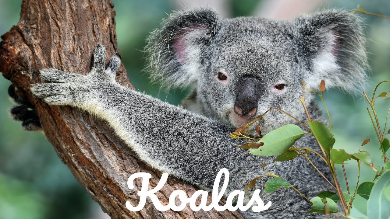 Relaxing Music For Stress Relief - Koalas - 3 HOURS of Calming ...