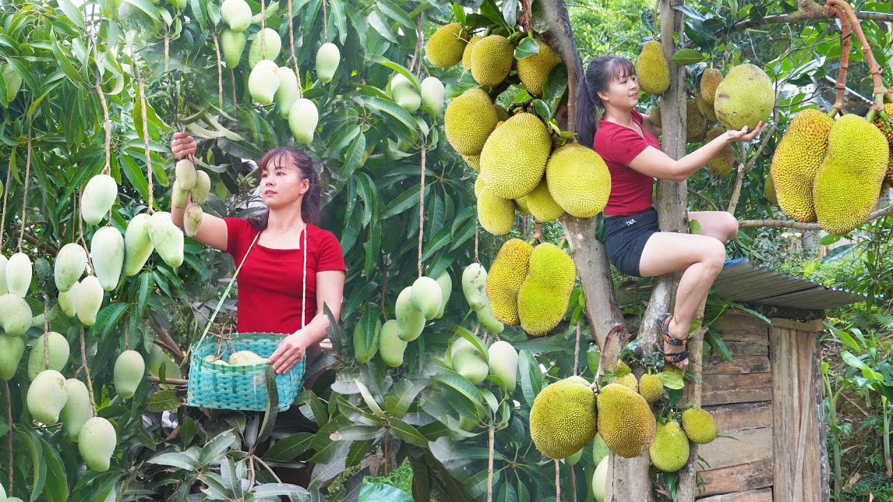 FULL VIDEO: 38 Days Harvesting Jack Fruit, Mango Fruit, Sweet Potato Go ...