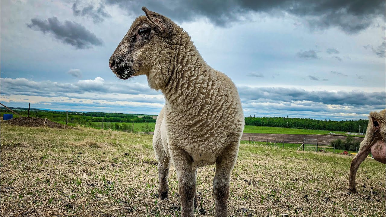The Science of Sheep Poo!!! - YouTube