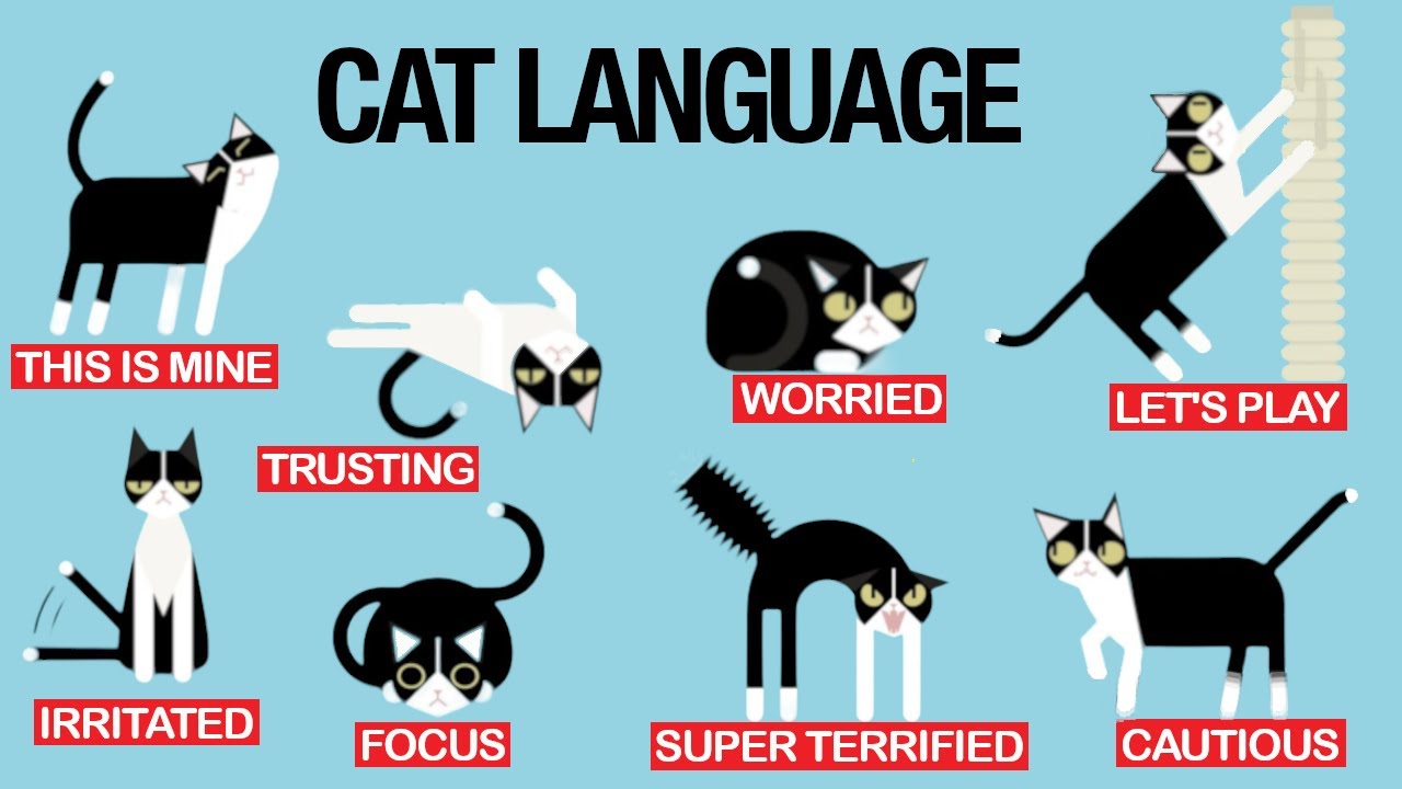 The 5 Most Important Body Language Signals in Cats - YouTube