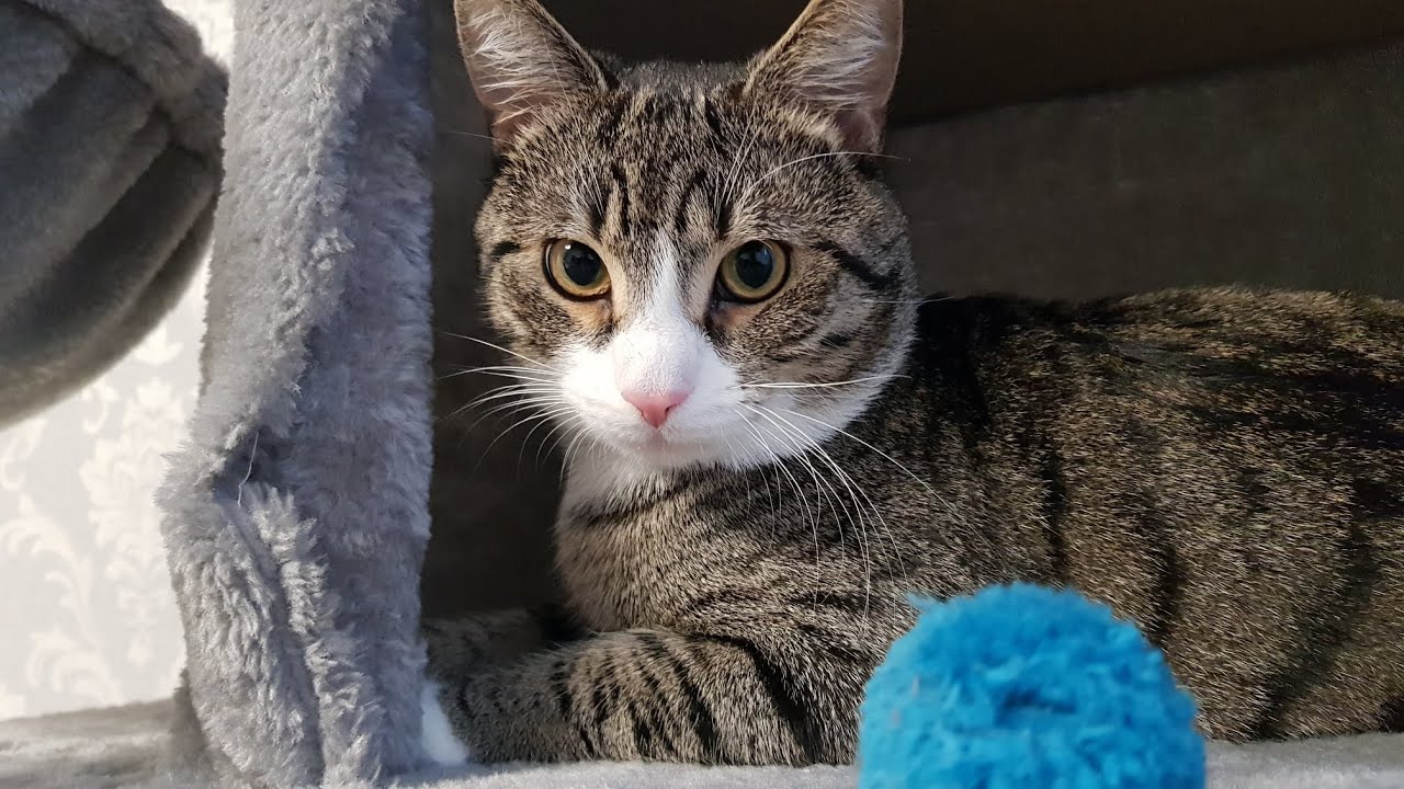 1 hour video of my cat🐈🐱 - YouTube