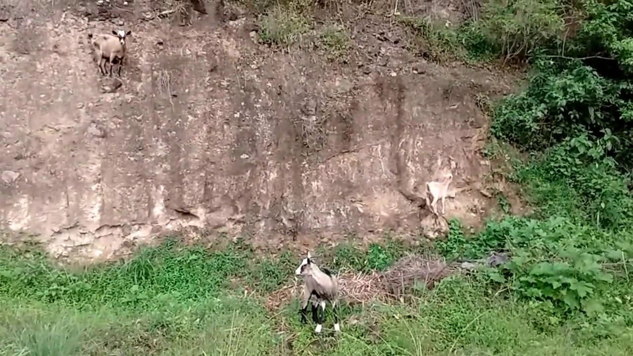 Why Do Goats Climb Walls at Mary Spurr blog