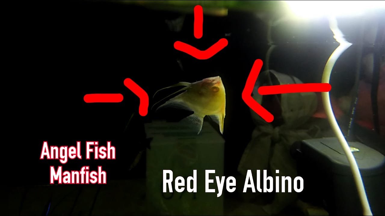 Ikan Manfish Red Eye Berak Putih Dan Mogok Makan | Manfish White Feces ...