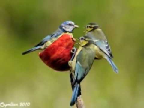 Çocuk Şarkıları-Minik Kuş Şarkısı - Okul Şarkıları, çocuk şarkıları, çocuk şarkıları dinle