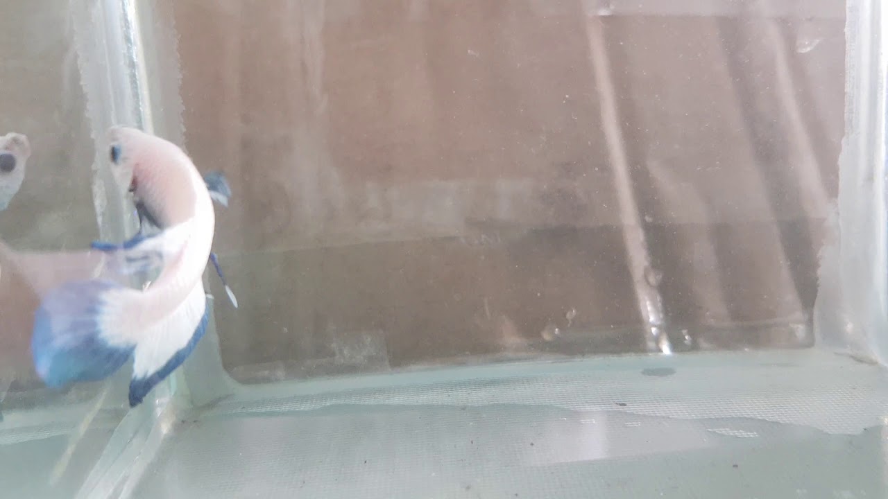 Ikan Cupang Blue rim 2 size S+ - YouTube