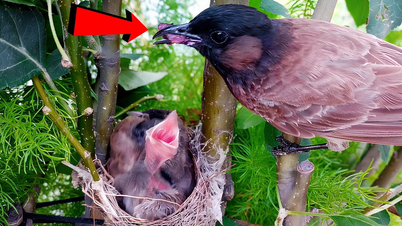 Red Tailed Bulbul got something strange as lunch for babies! - YouTube