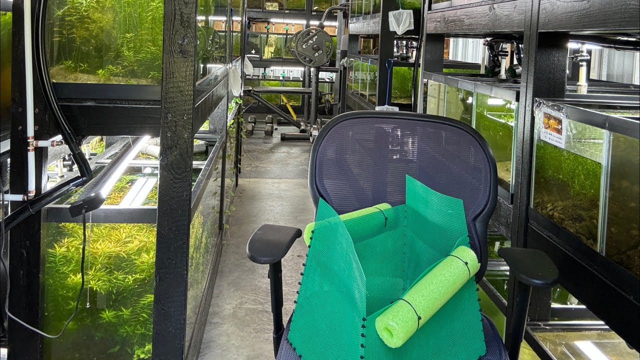 Hurricane Milton Aftermath Building an Aquarium Fish Breeding Basket ...