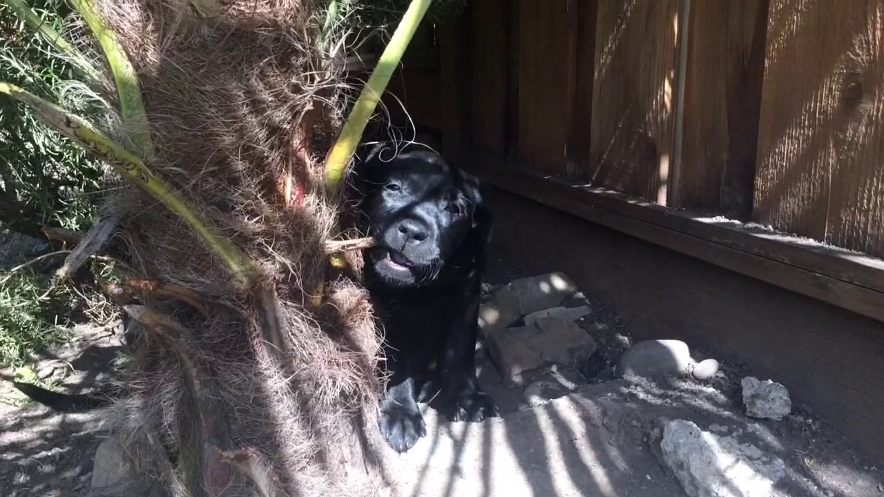 Puppies 7 weeks old_Rookie is enjoying palm tree - YouTube