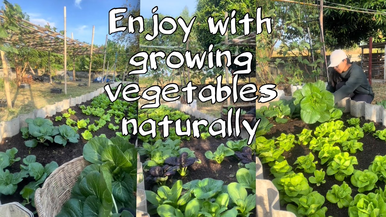 Enjoy with growing vegetables naturally / harvest/Cam Garden - YouTube