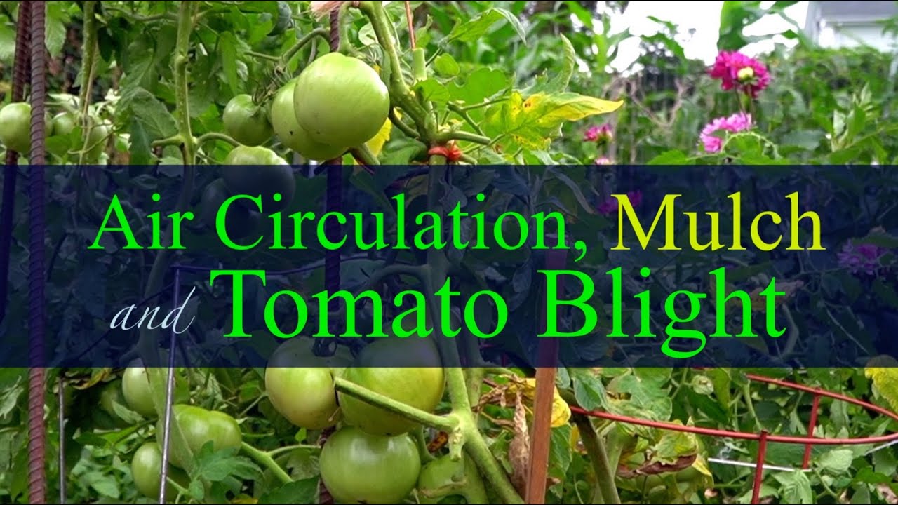 How to Prevent Tomato Blight 2024 - YouTube