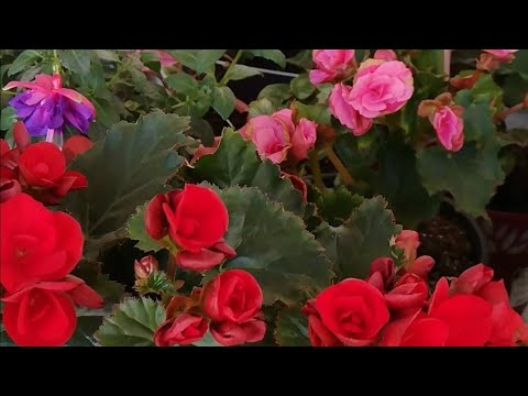 MİGROSA GELEN ÇİÇEKLER😍8 MART KADINLAR GÜNÜNE ÖZEL HARİKA ÇİÇEKLER GELMİŞ😍😍