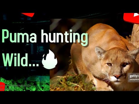 When Puma hunts a Guanaco…You wanna see this! #animals #hunting - YouTube
