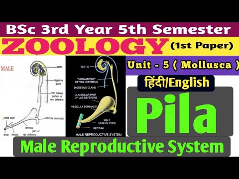 Pila Reproduction in Hindi/BSc 5th Semester Zoology 1st Paper/Pila Male ...