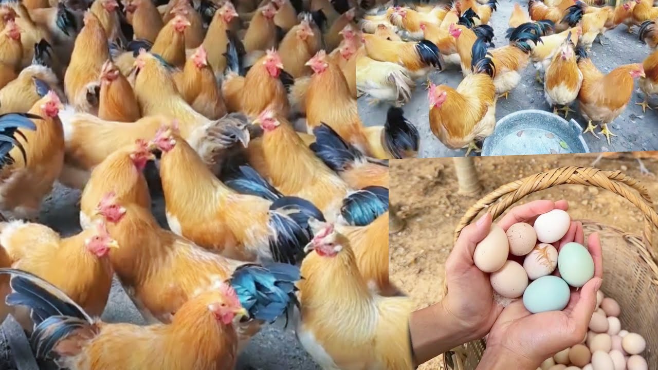 want good chicken breeds and good care, so I raise them my way. - YouTube