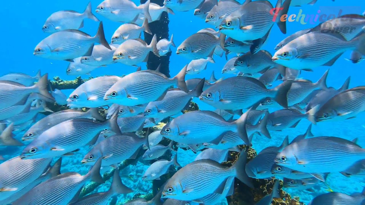 Elbow Reef - Dive 1 | Quiescence Dive | Key Largo | | Technicolor Diver ...