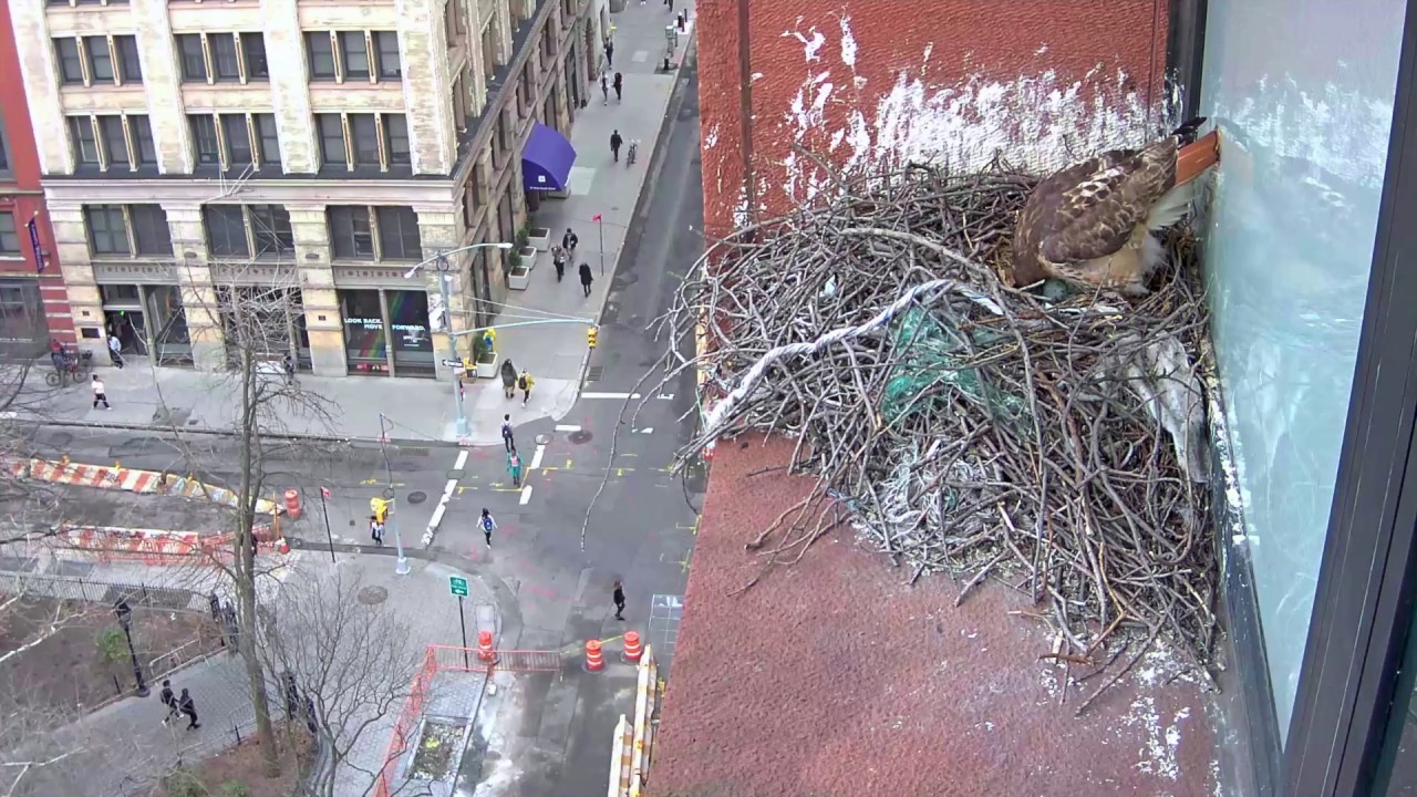 1st Hawk egg for 2019 (NYU Nest Cam Footage) - YouTube