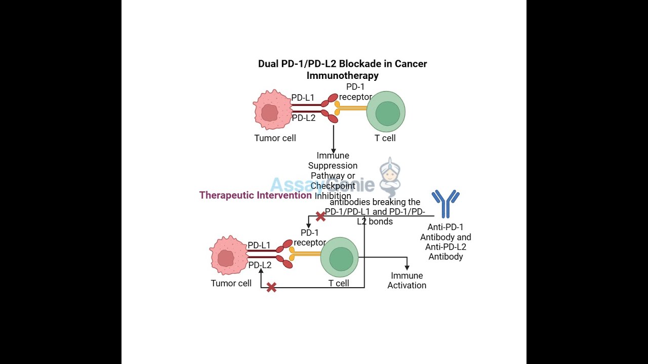 Dual PD-1, PD-L2 Blockade Expanding the Horizons of Cancer ...