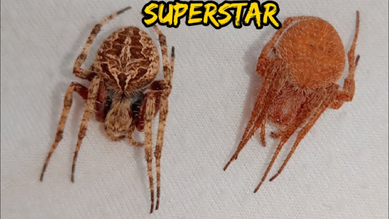 Pulahan vs Tigrehan - pang superstar na laruan 4days conditioning - YouTube