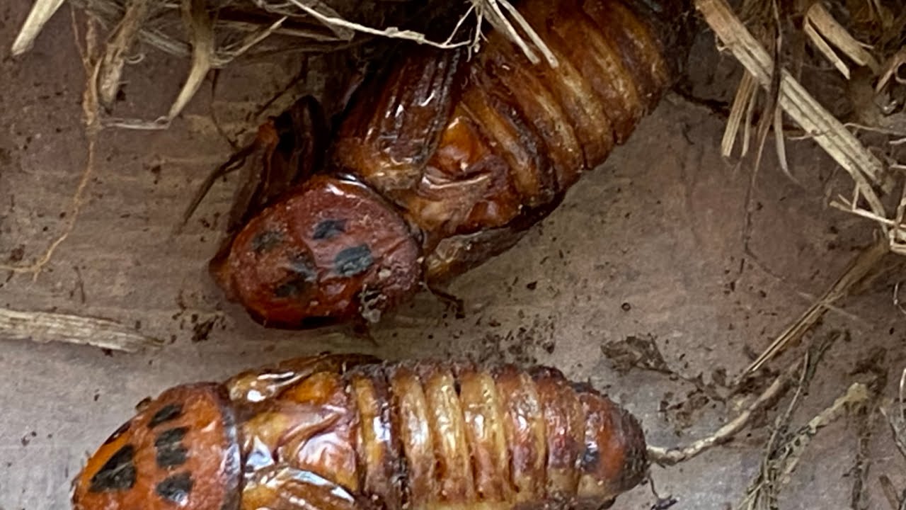 Red palm tree weevil nests 😱🐛#insects #pestcontrol #animal #bee # ...