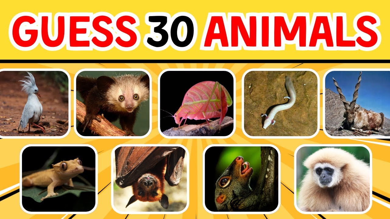 Can You Guess the Animal by Picture in 7 seconds? | Animal Picture Quiz ...