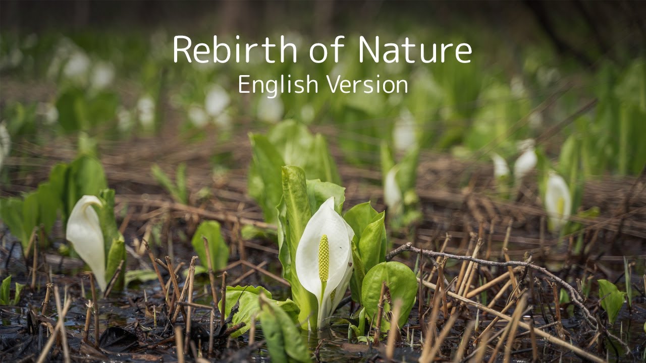 Rebirth of Nature - YouTube